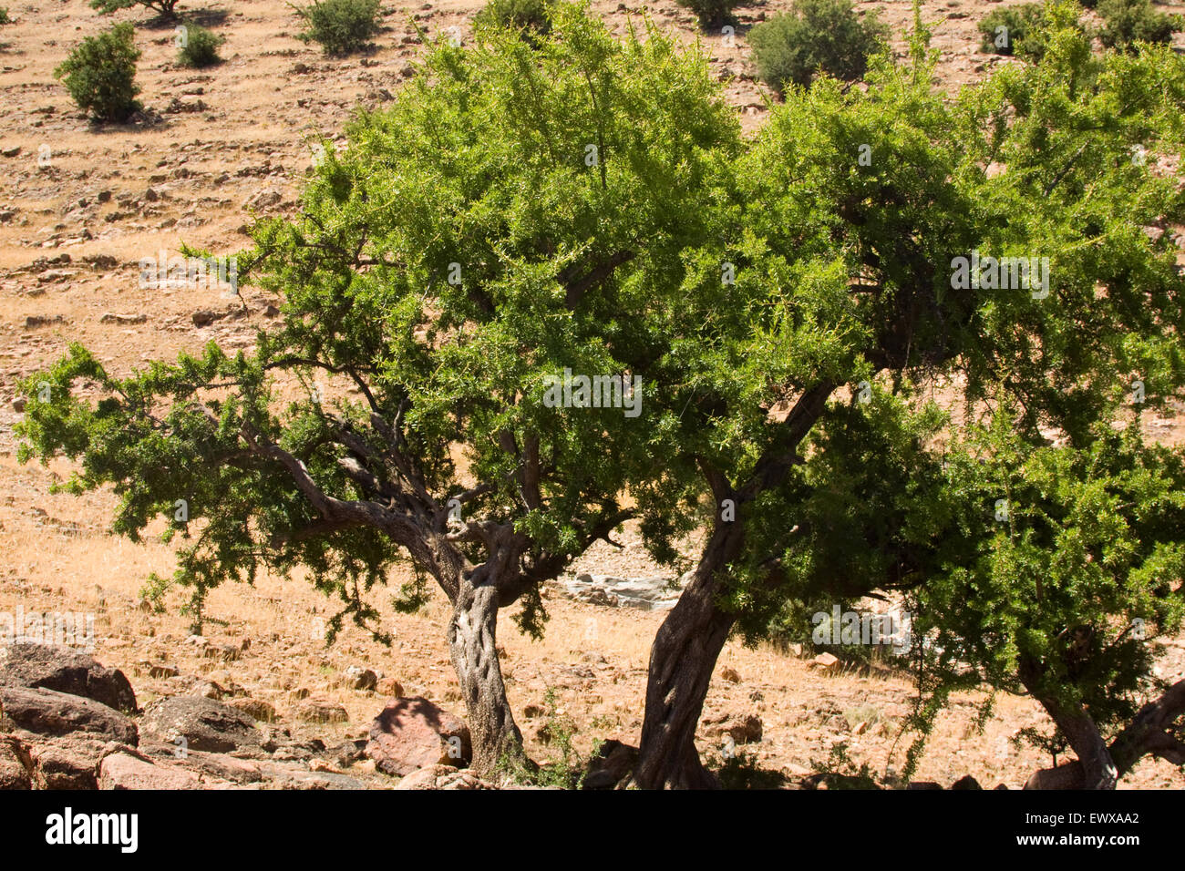 Argan tree Banque de photographies et d’images à haute résolution - Alamy