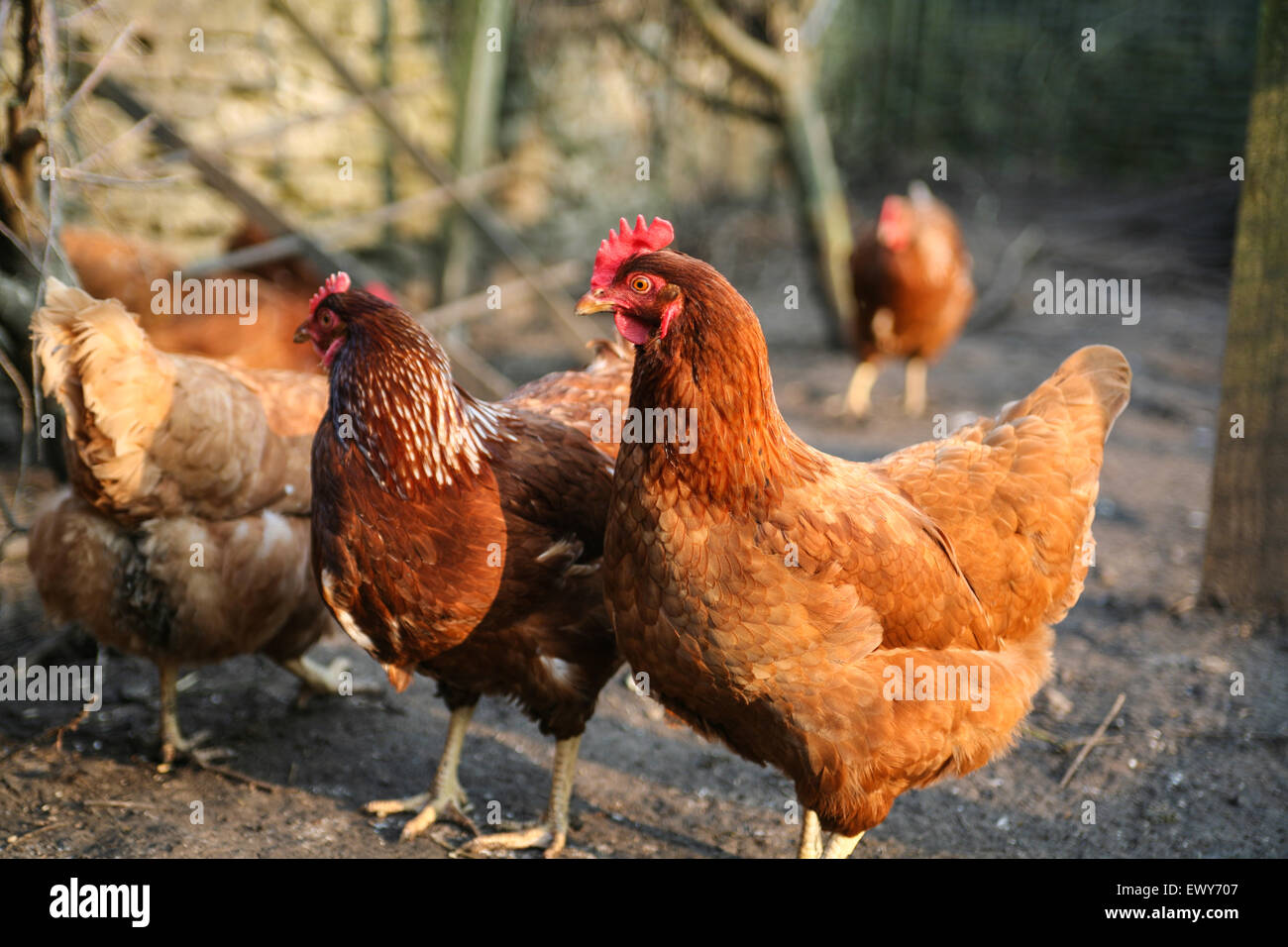 Poules de basse cour poules Banque de photographies et d’images à haute ...
