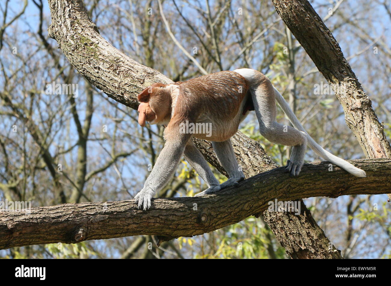 Singe au long nez Banque de photographies et d’images à haute ...