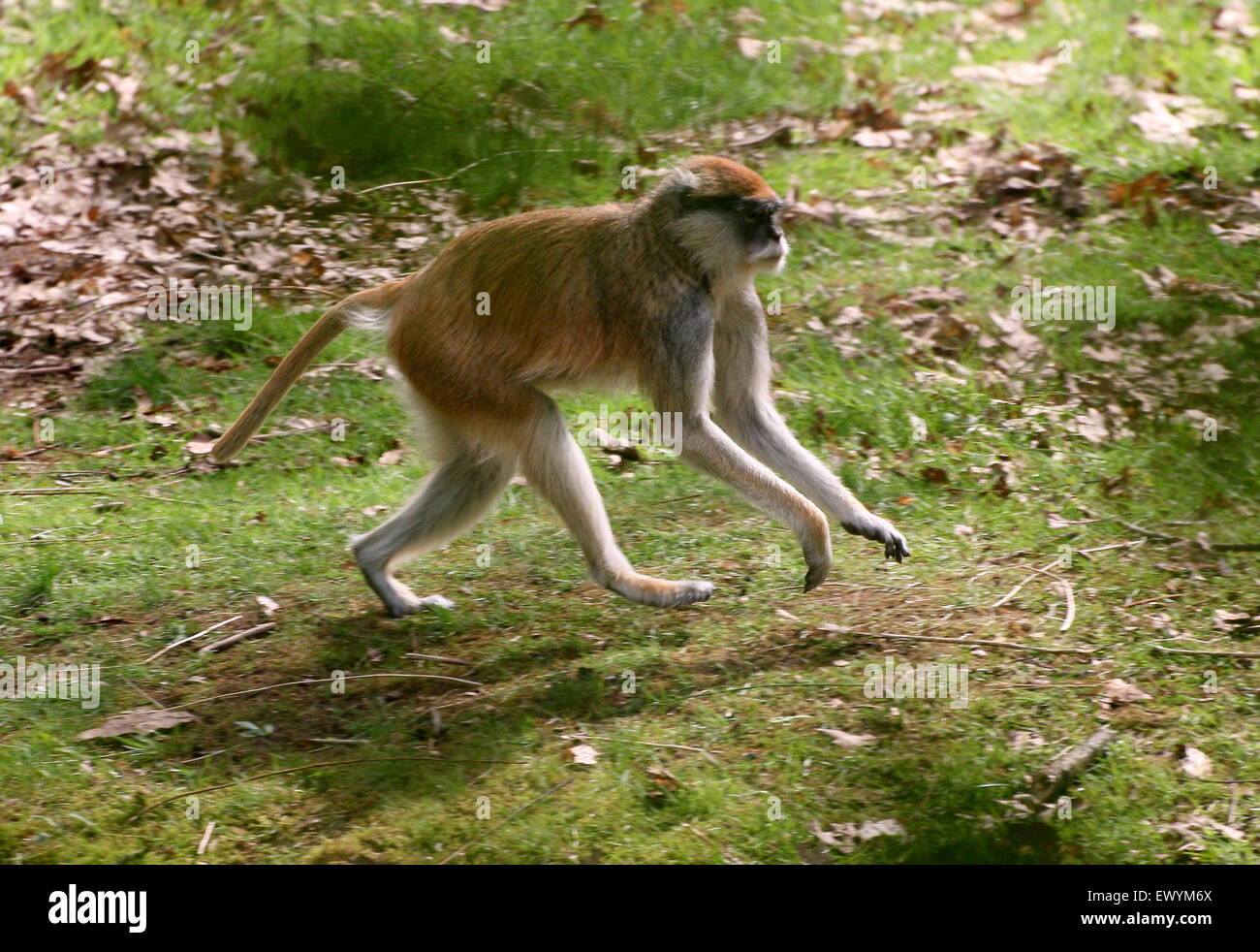 Patas monkey Banque de photographies et d’images à haute résolution - Alamy