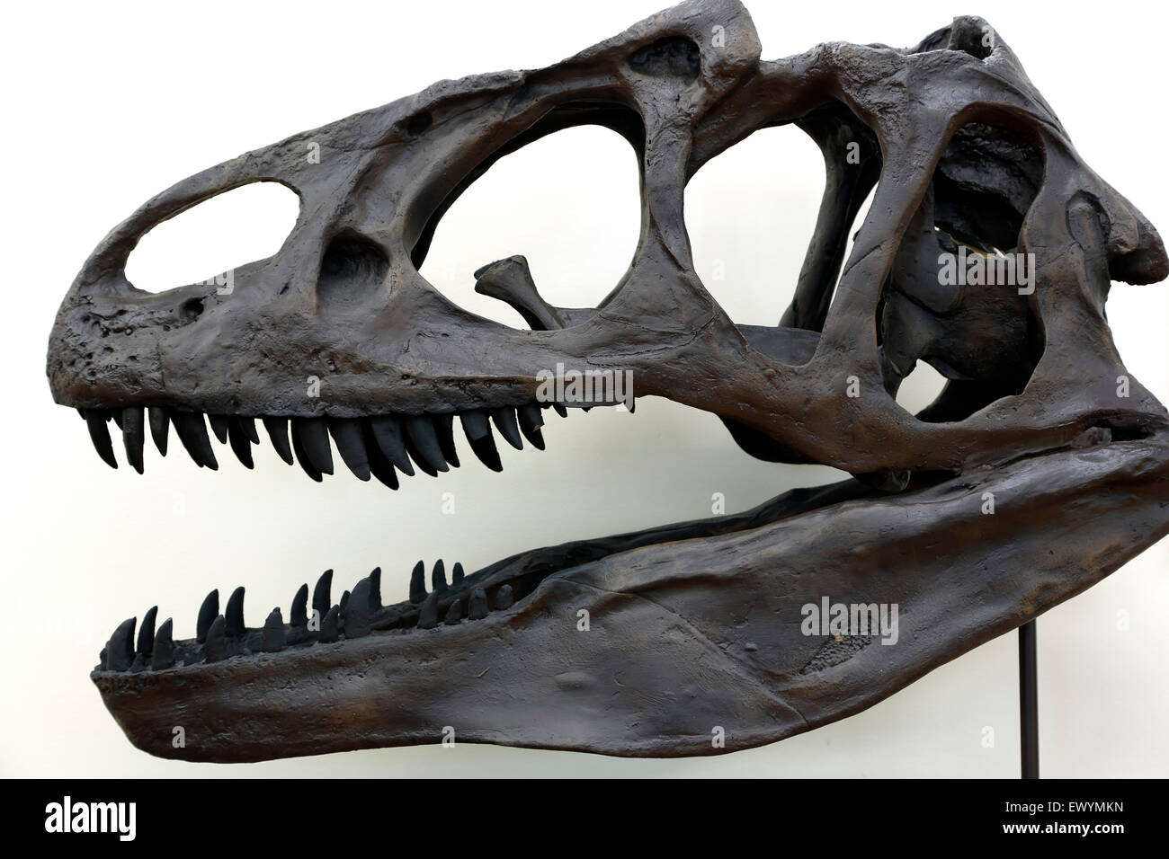 Allosaurus dinosaur Banque de photographies et d’images à haute résolution - Alamy