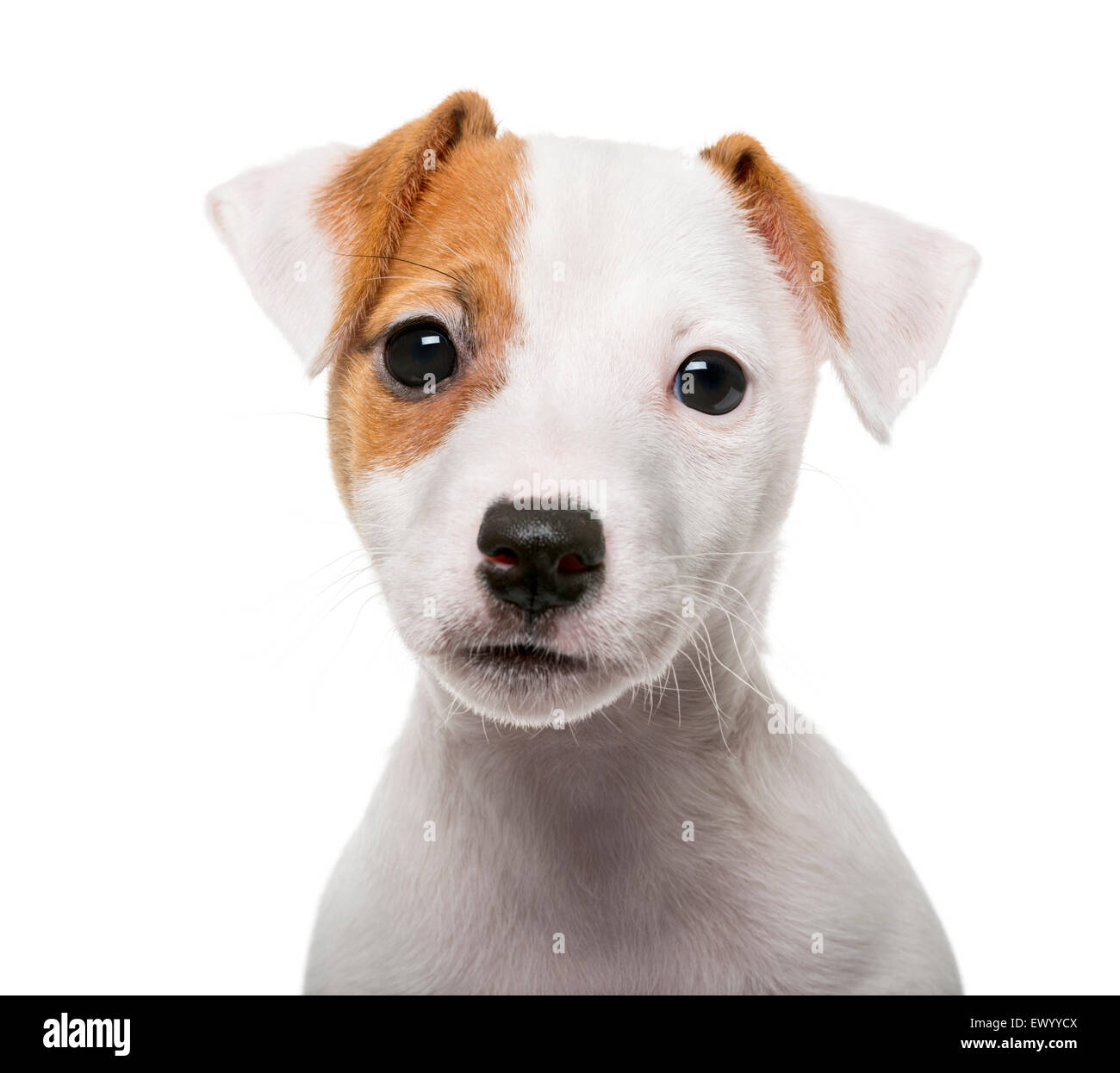 Jack Terrier Russell Banque d'image et photos - Alamy