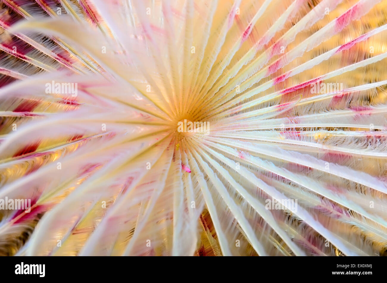 Protula sp Banque de photographies et d’images à haute résolution - Alamy