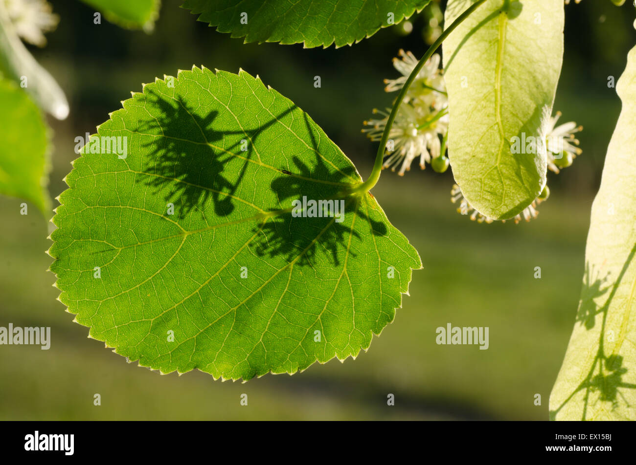 Feuille de tilleul Banque de photographies et d’images à haute ...