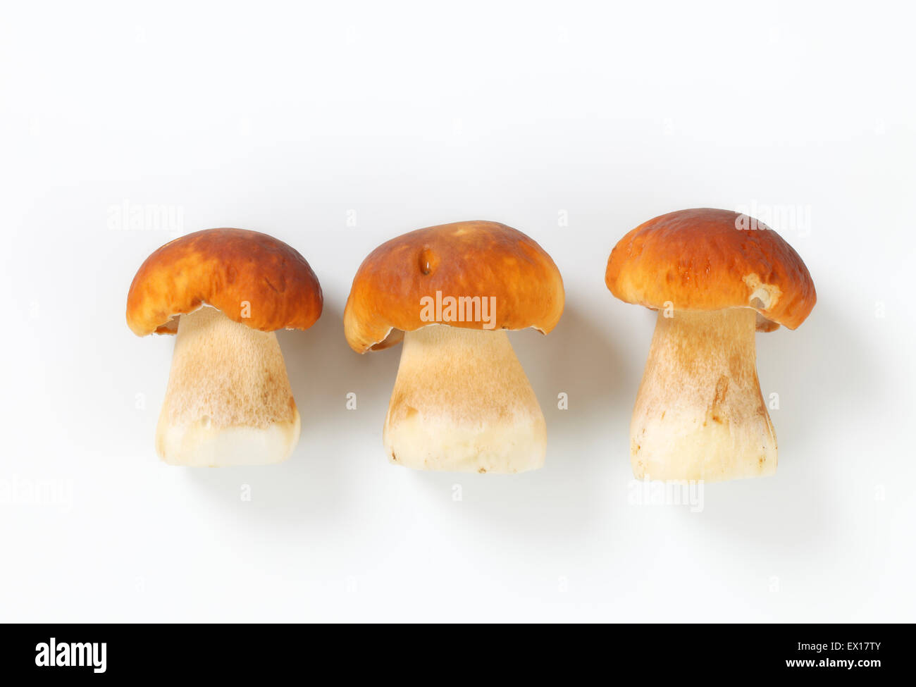 Champignons edulis Banque d'images détourées - Alamy