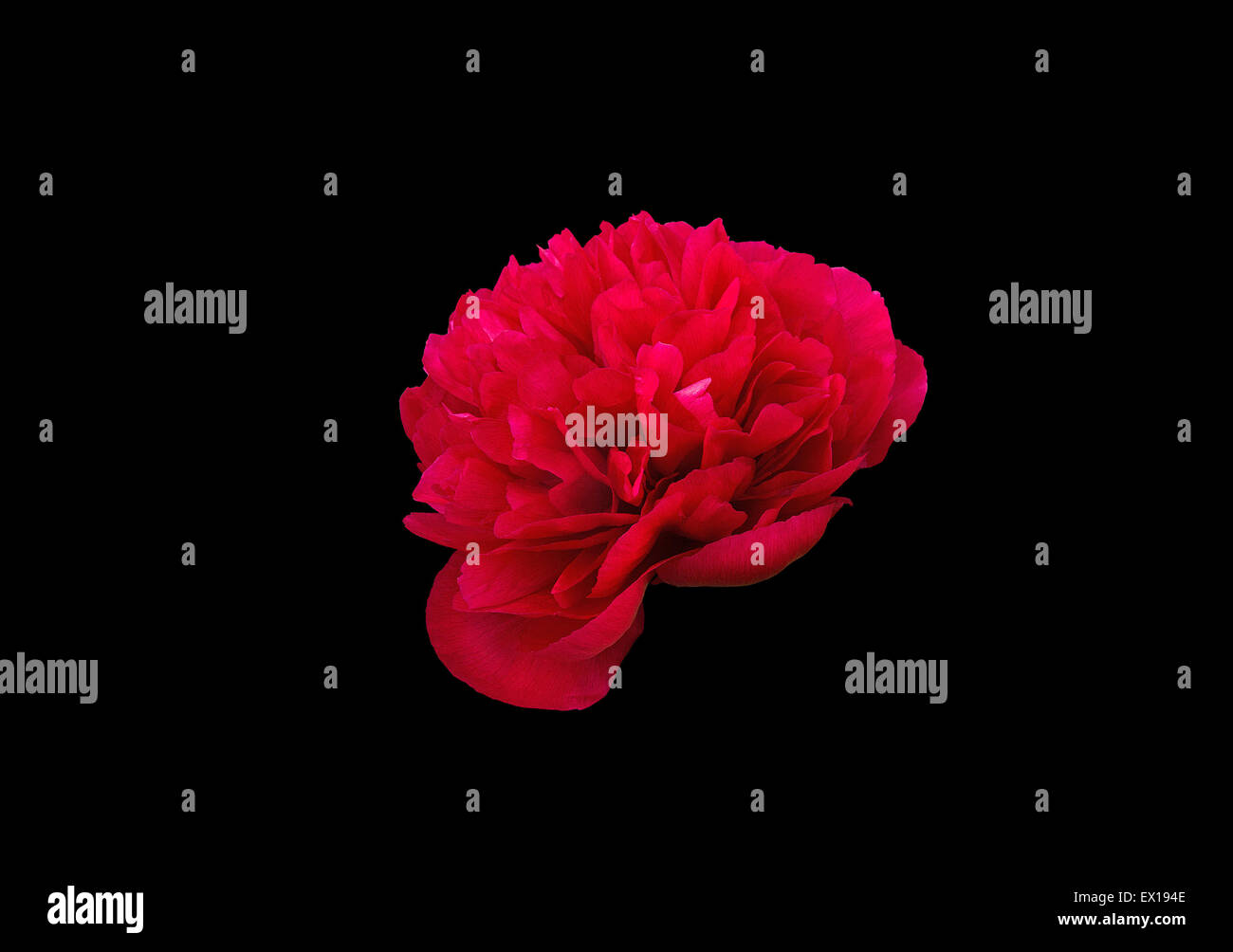 Pivoine rouge Banque de photographies et d’images à haute résolution ...