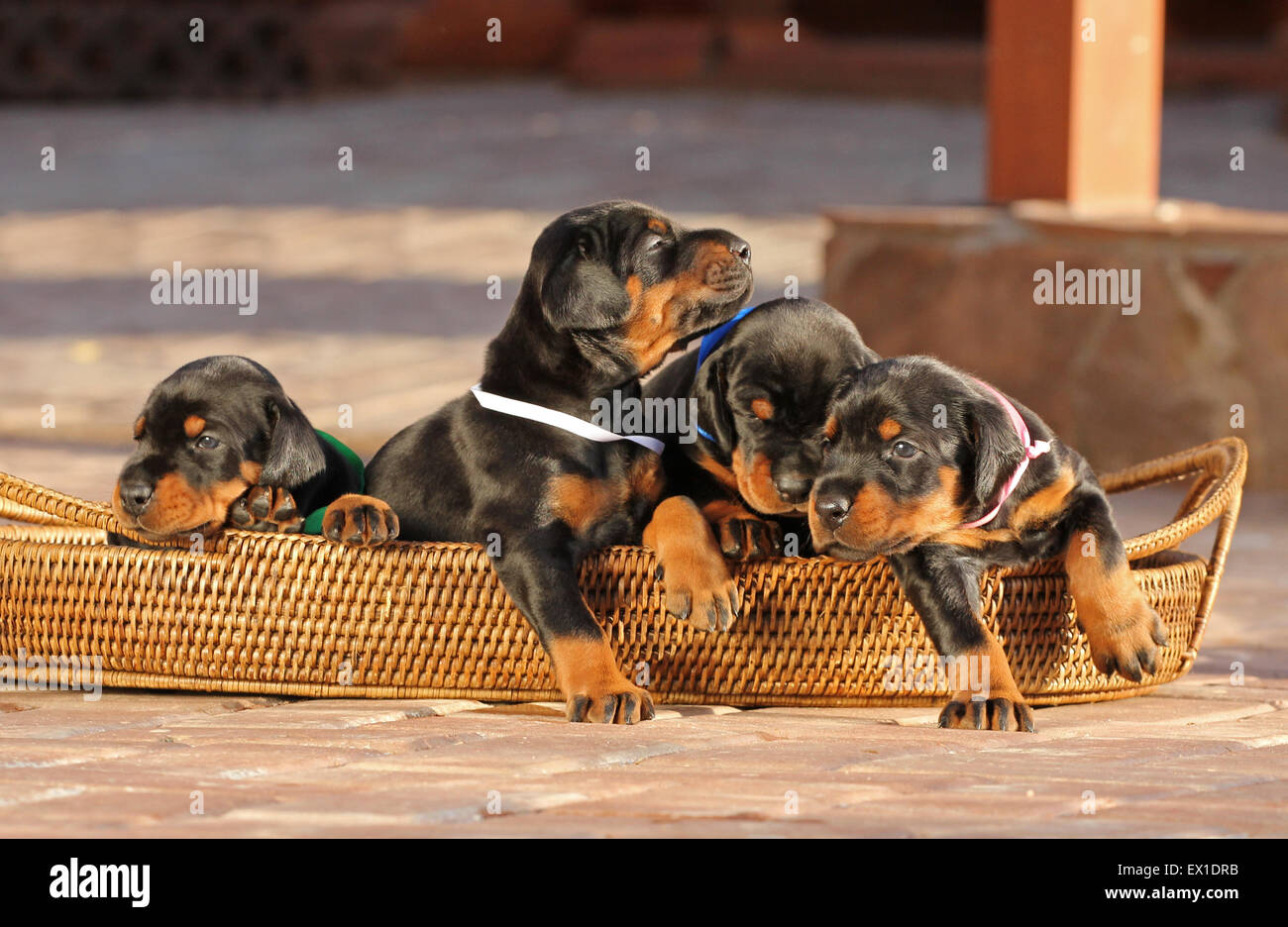 4 chiots doberman dans le panier Banque de photographies et d’images à ...