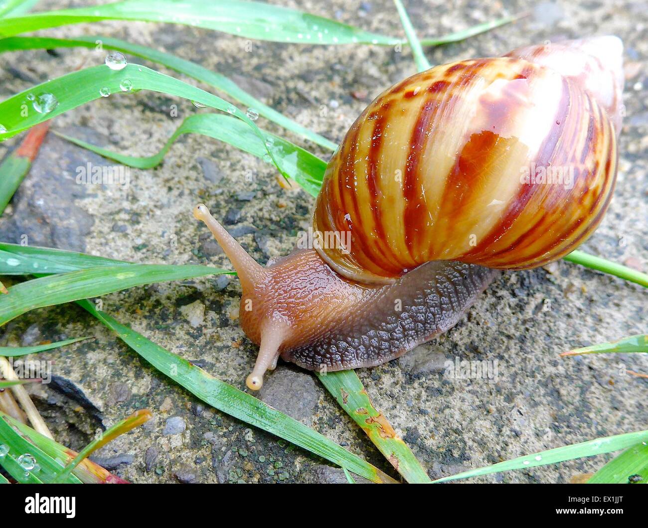 Escargot géant africain Banque de photographies et d’images à haute ...