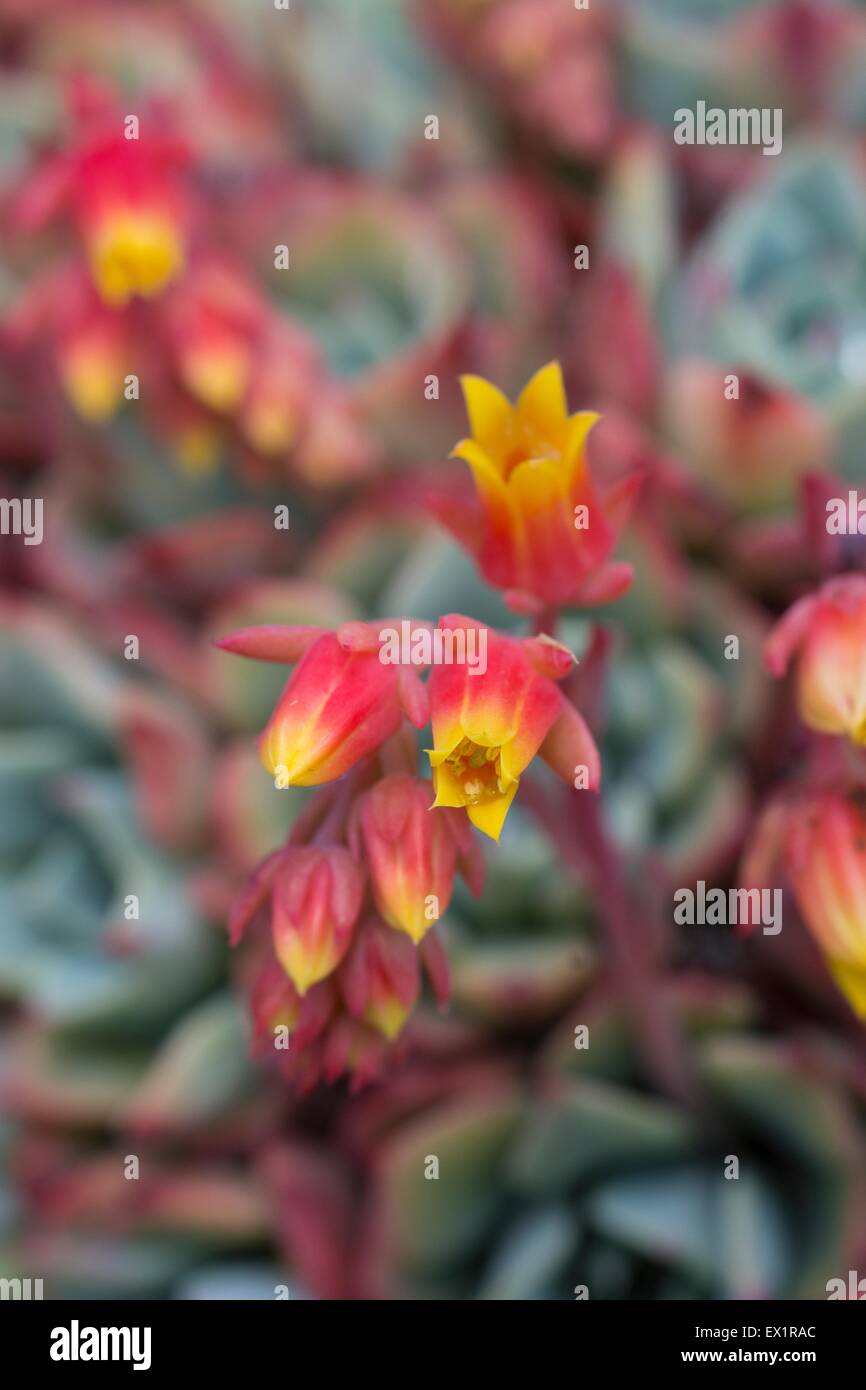 Echeveria secunda glauque Banque de photographies et d’images à haute résolution - Alamy