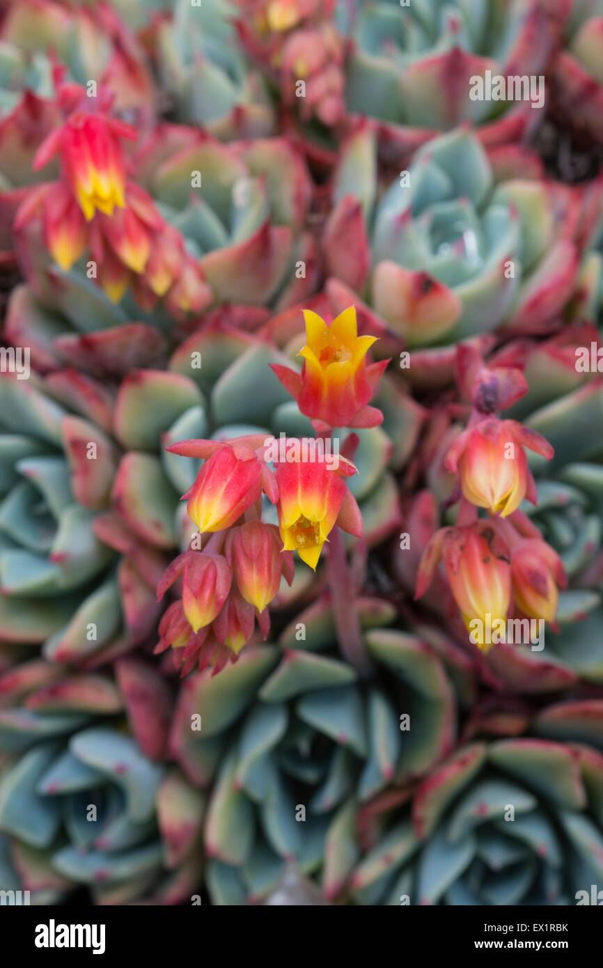 Echeveria secunda var. glauca glauques echeveria Photo Stock - Alamy