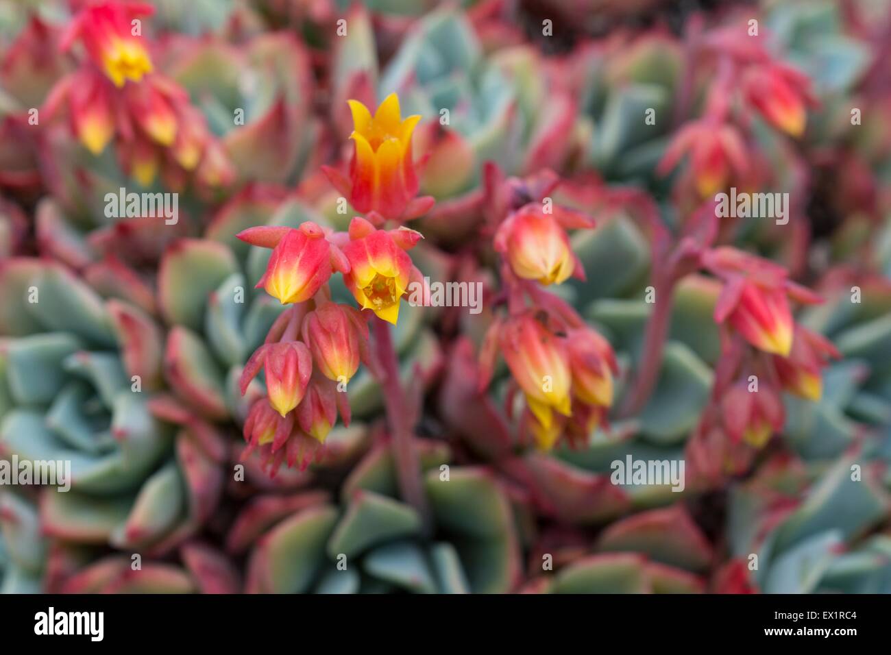 Echeveria secunda glauque Banque de photographies et d’images à haute résolution - Alamy