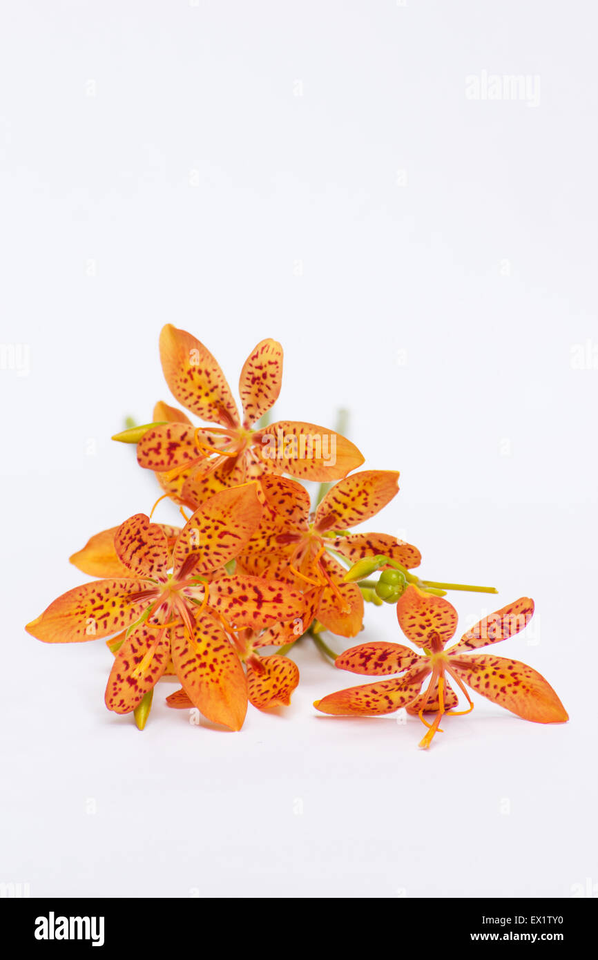 Belamcanda Chinensis Banque d'image et photos - Alamy