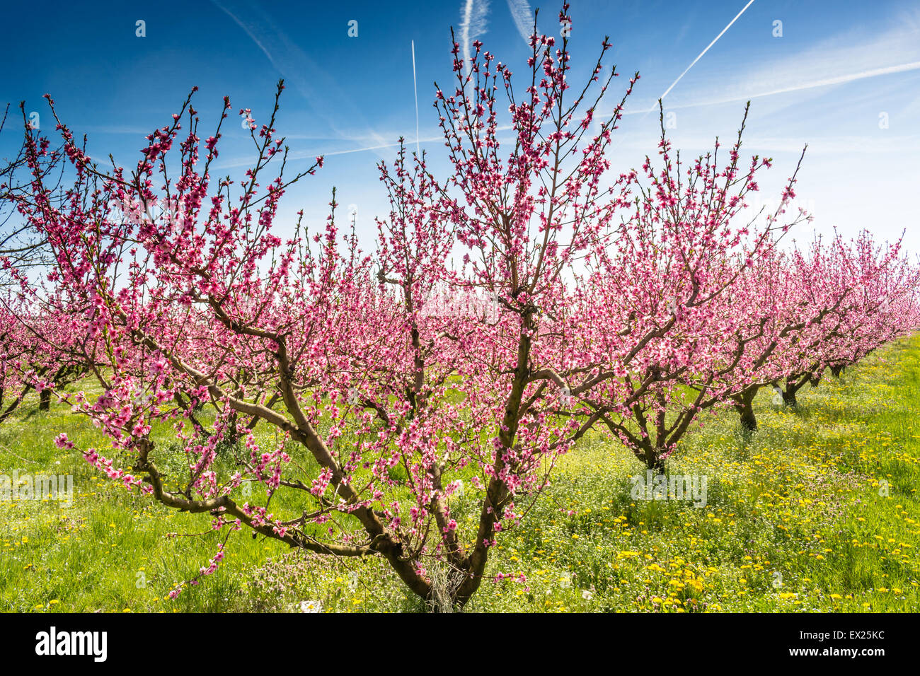 L'arrivée du printemps à l'éclosion de fleurs de pêcher sur les arbres plantés en rangées ...