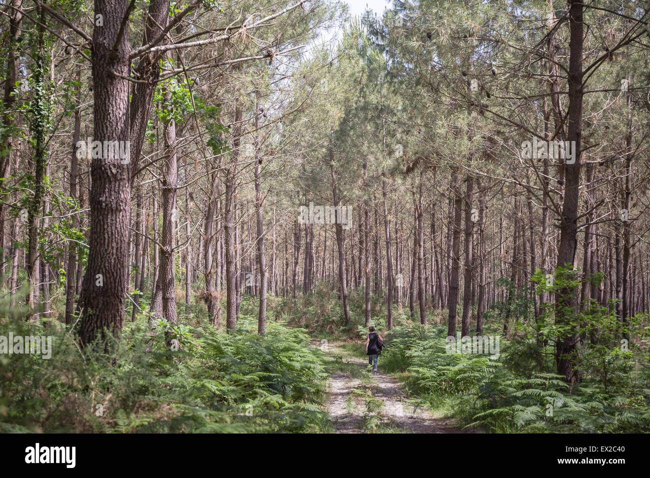 Promenade en foret france Banque de photographies et d’images à haute ...