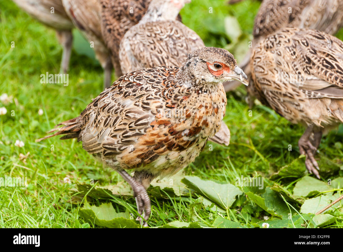 Poussins de faisan Banque de photographies et d’images à haute ...