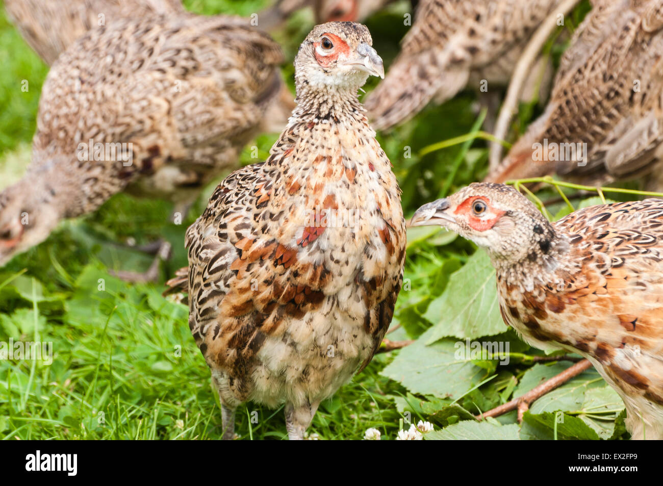 6 semaine à poussins faisan un jeu bird farm Photo Stock - Alamy