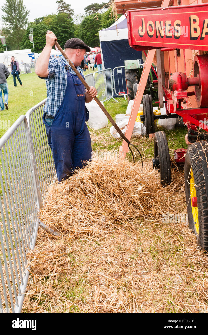 Un homme se charge du foin dans une ancienne presse à balles de foin ...