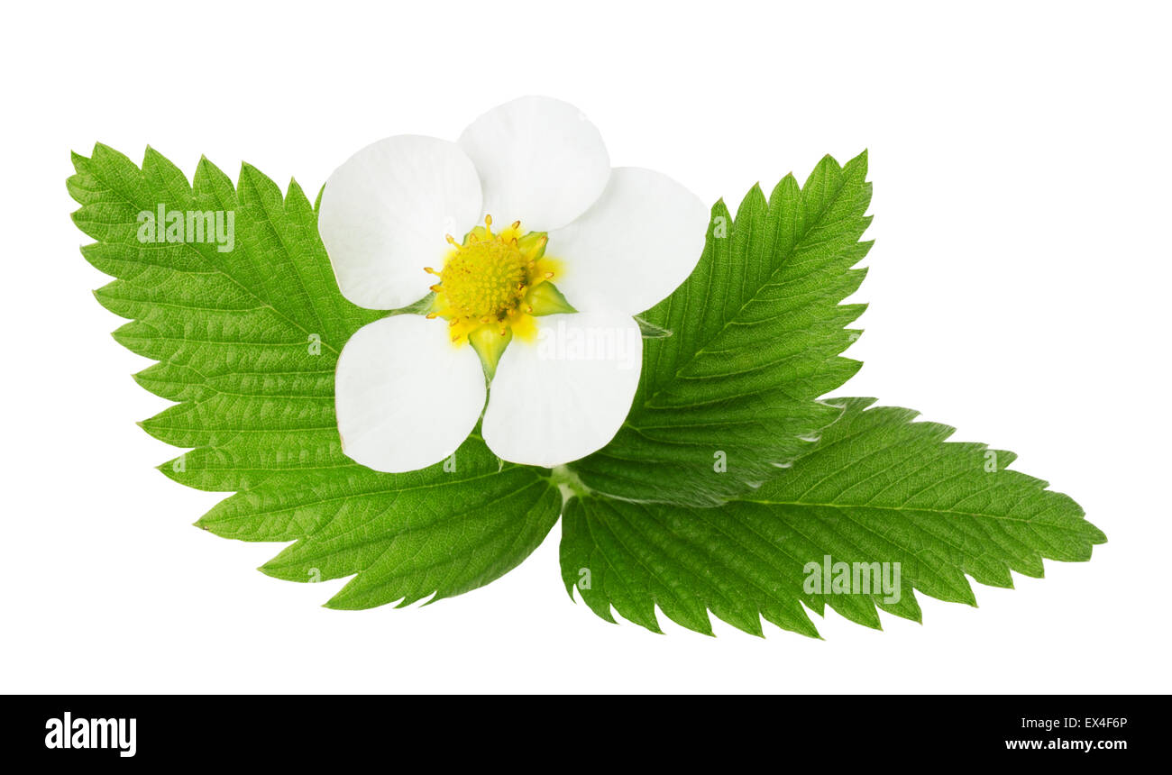 Fleurs blanches du fraisier Banque de photographies et d’images à haute ...