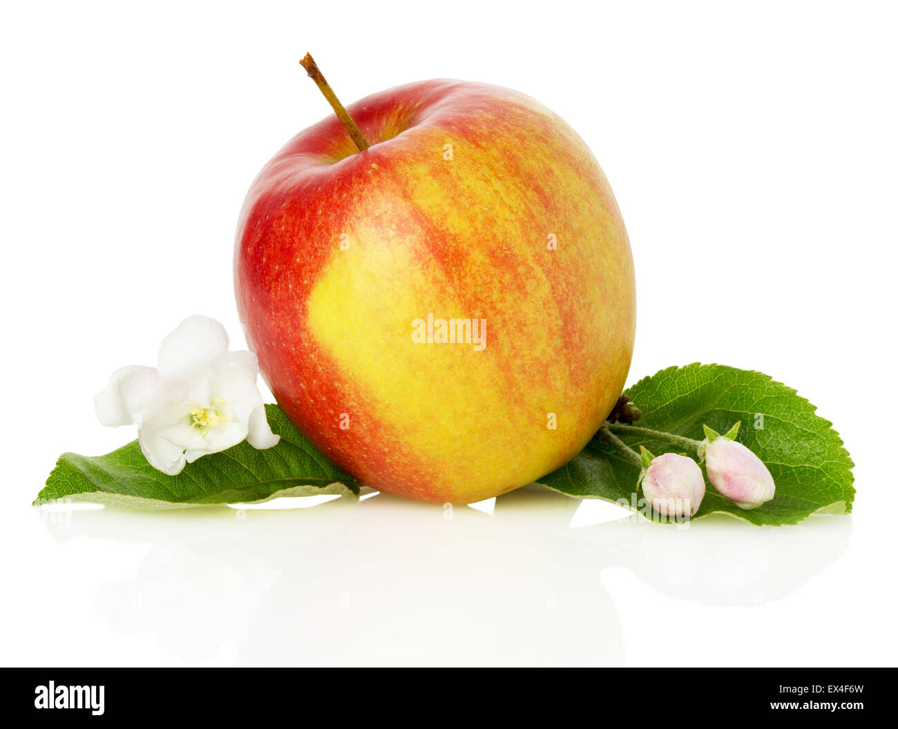 Fleurs de pomme rouge Banque de photographies et d’images à haute ...
