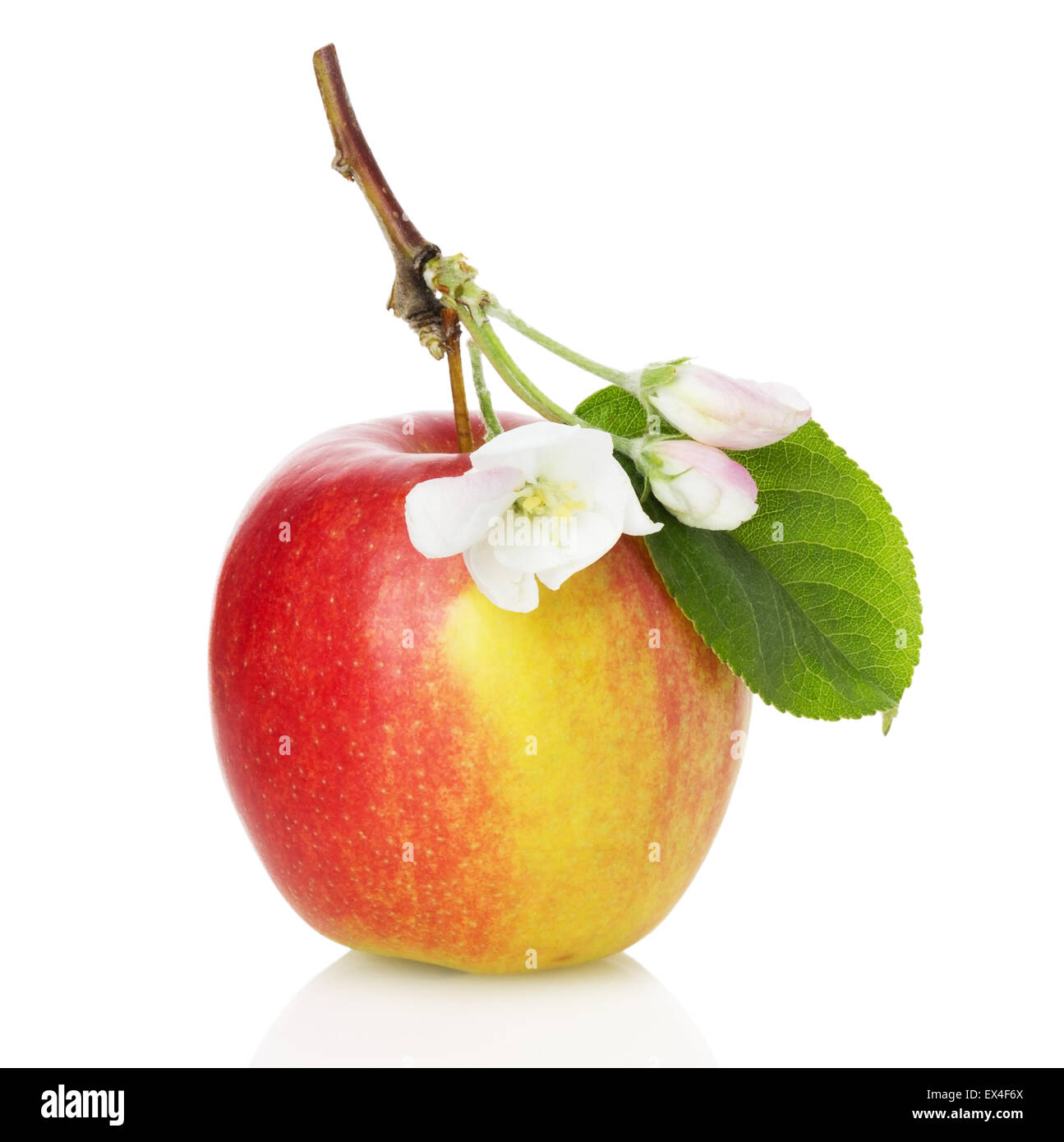 Fleurs de pomme rouge Banque de photographies et d’images à haute ...