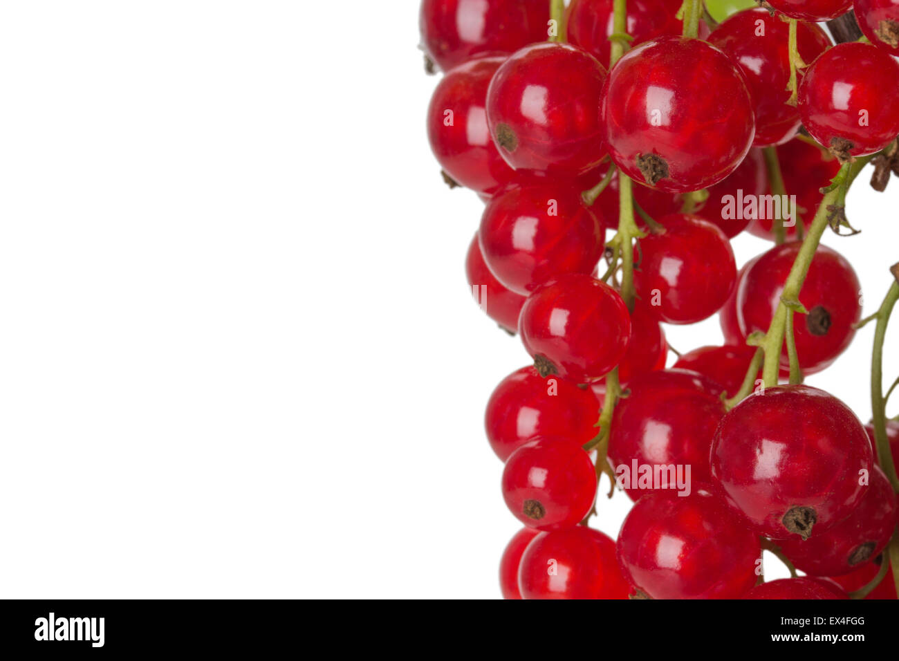 Groseille rouge Banque de photographies et d’images à haute résolution ...