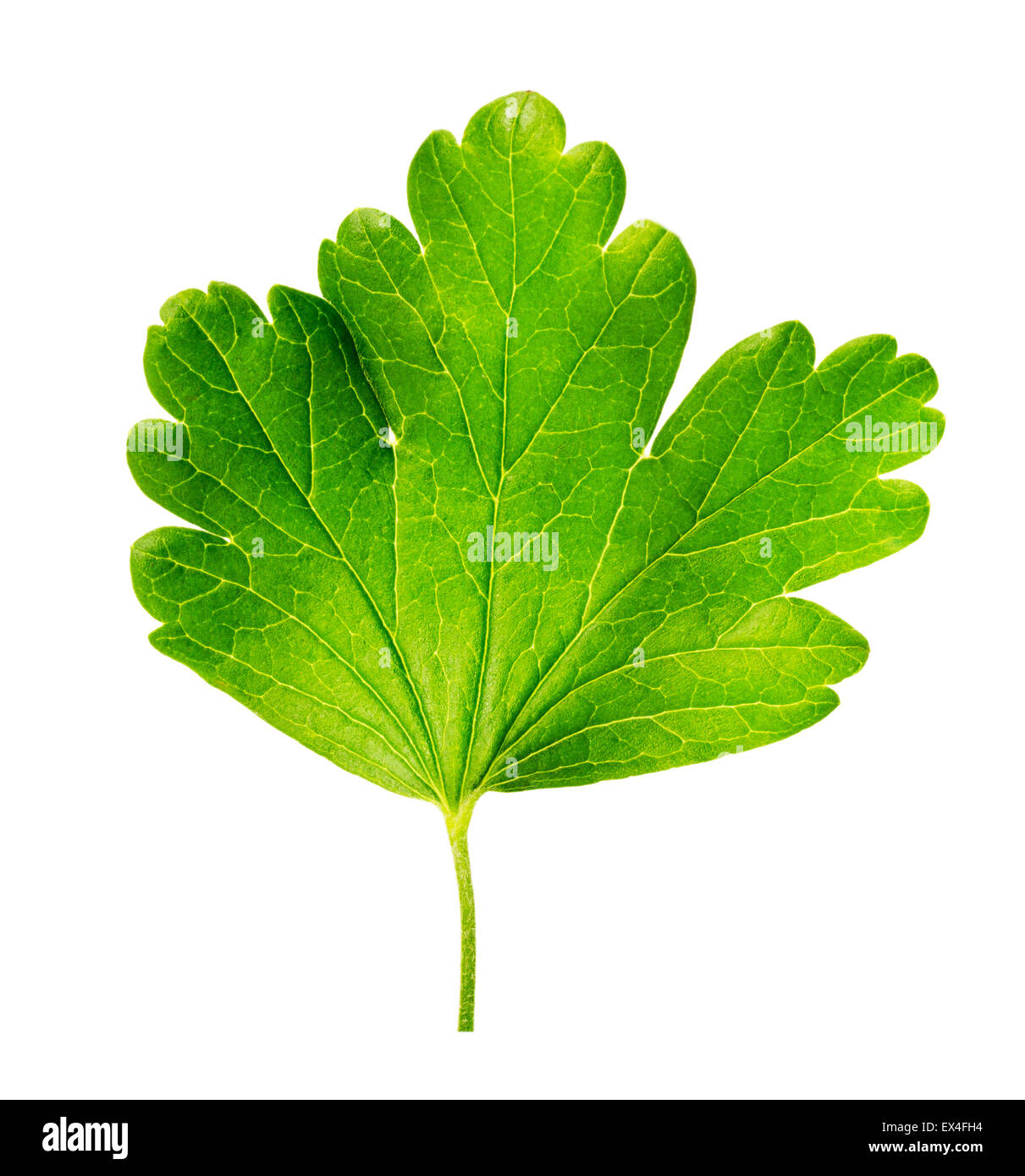 Feuille de groseille Banque d'image et photos - Alamy