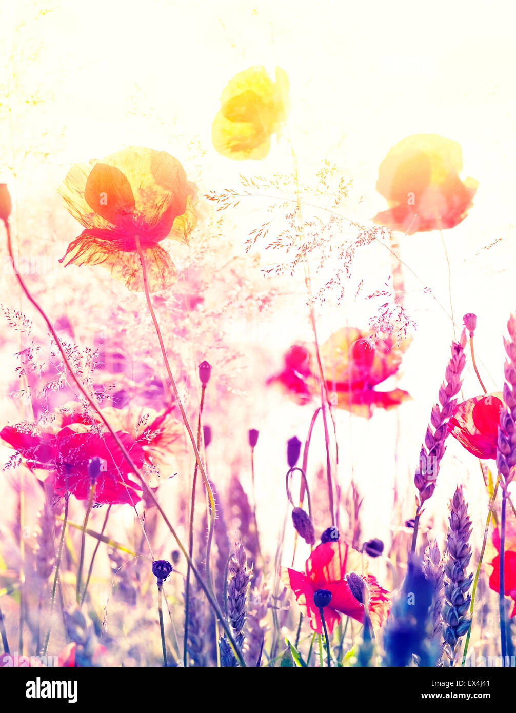 Nature subtile Banque de photographies et d’images à haute résolution ...