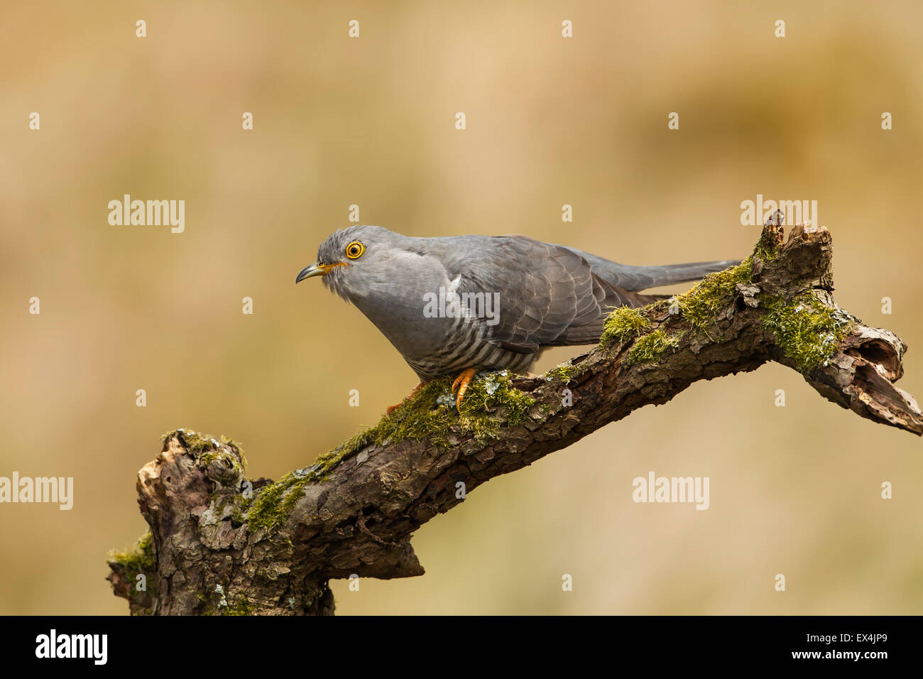 Cuckoo bird Banque de photographies et d’images à haute résolution - Alamy