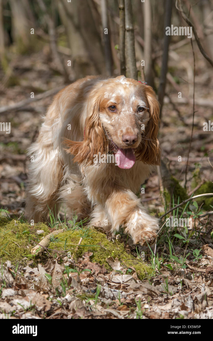 Rouan citron Banque de photographies et d’images à haute résolution - Alamy