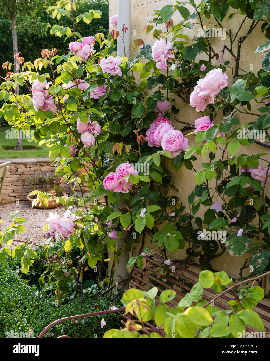 Rosiers grimpants de jardin Banque de photographies et d’images à haute ...