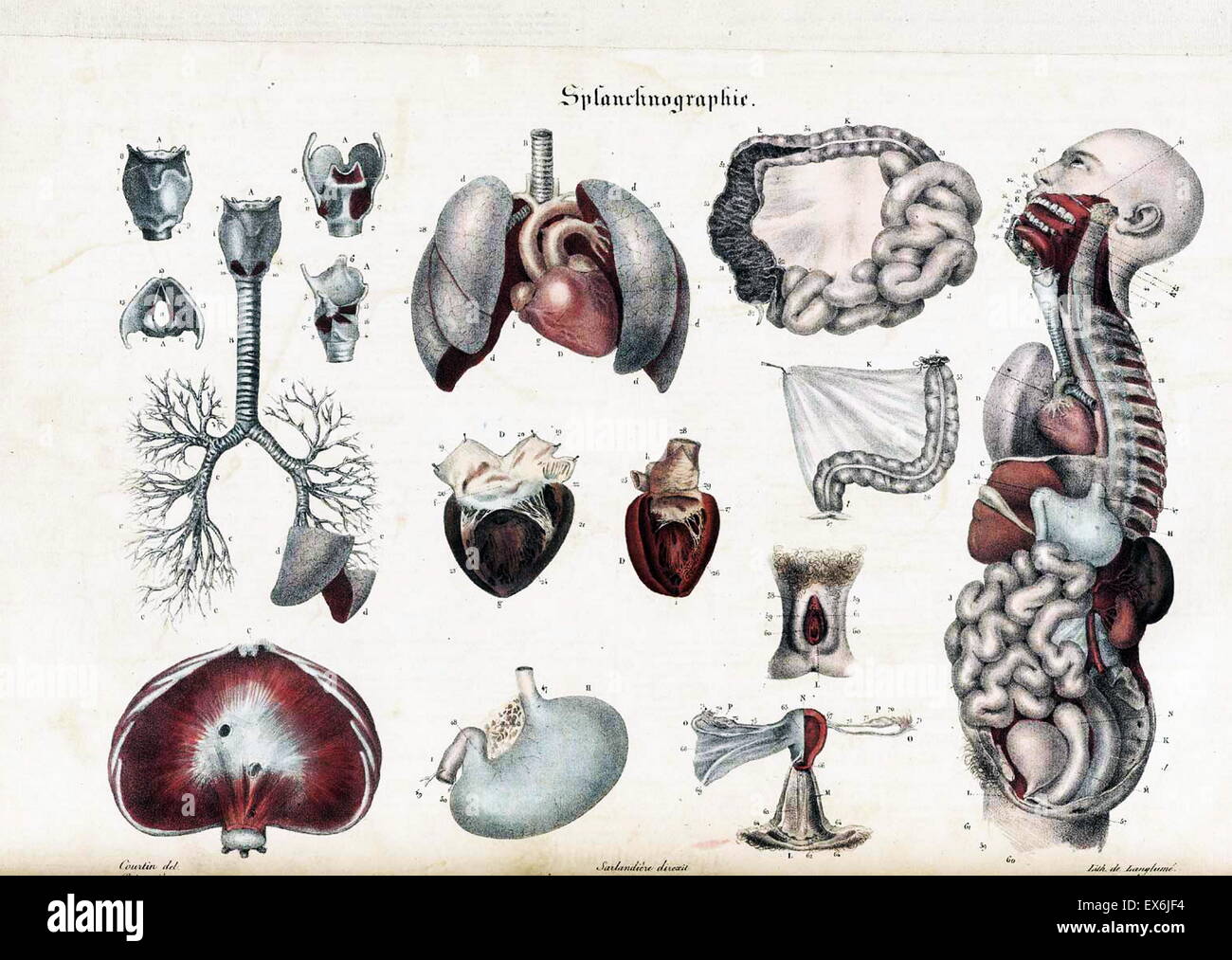 Anatomiste français Banque de photographies et d’images à haute ...