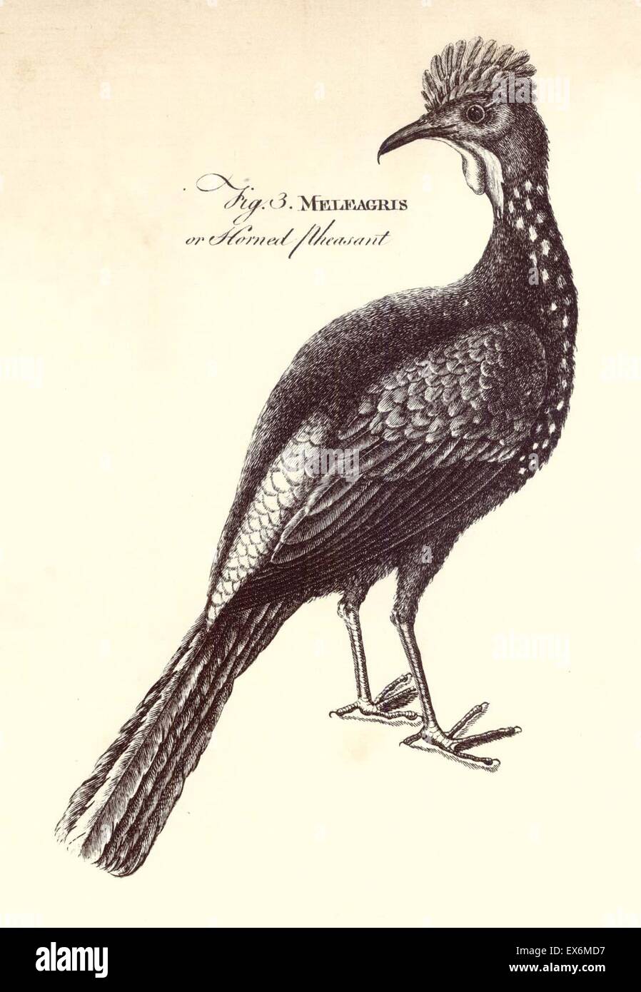 Faisan cornu illustrations animaux oiseaux Banque de photographies et d ...