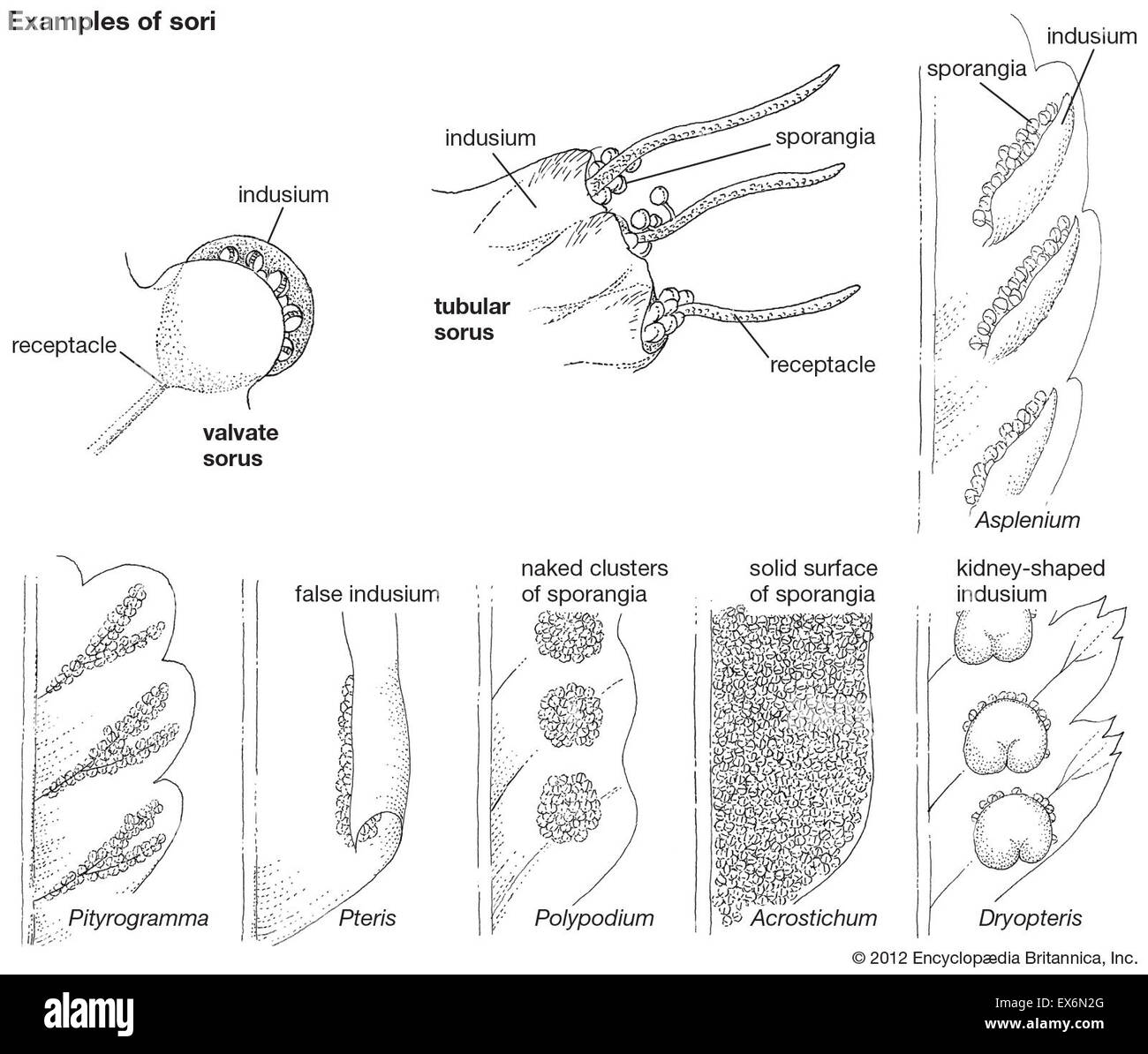 Les exemples Banque de photographies et d’images à haute résolution - Alamy