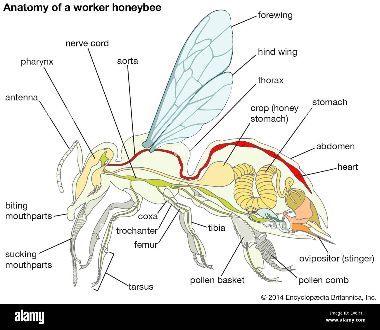 Anatomie d'une abeille travailleur Banque D'Images, Photo Stock ...