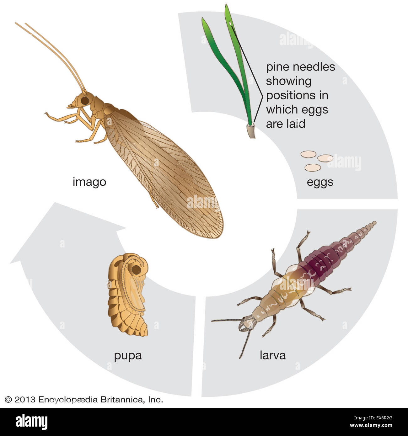 Cycle de vie de chrysopes brunes Photo Stock - Alamy