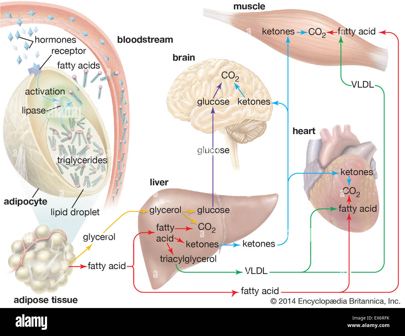 Diagrammes de mobilisation en acides gras biologie humaine Banque de ...