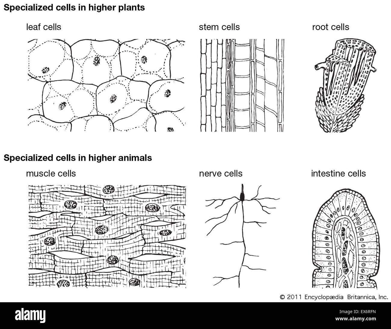 Les cellules spécialisées dans les plantes supérieures et les animaux ...