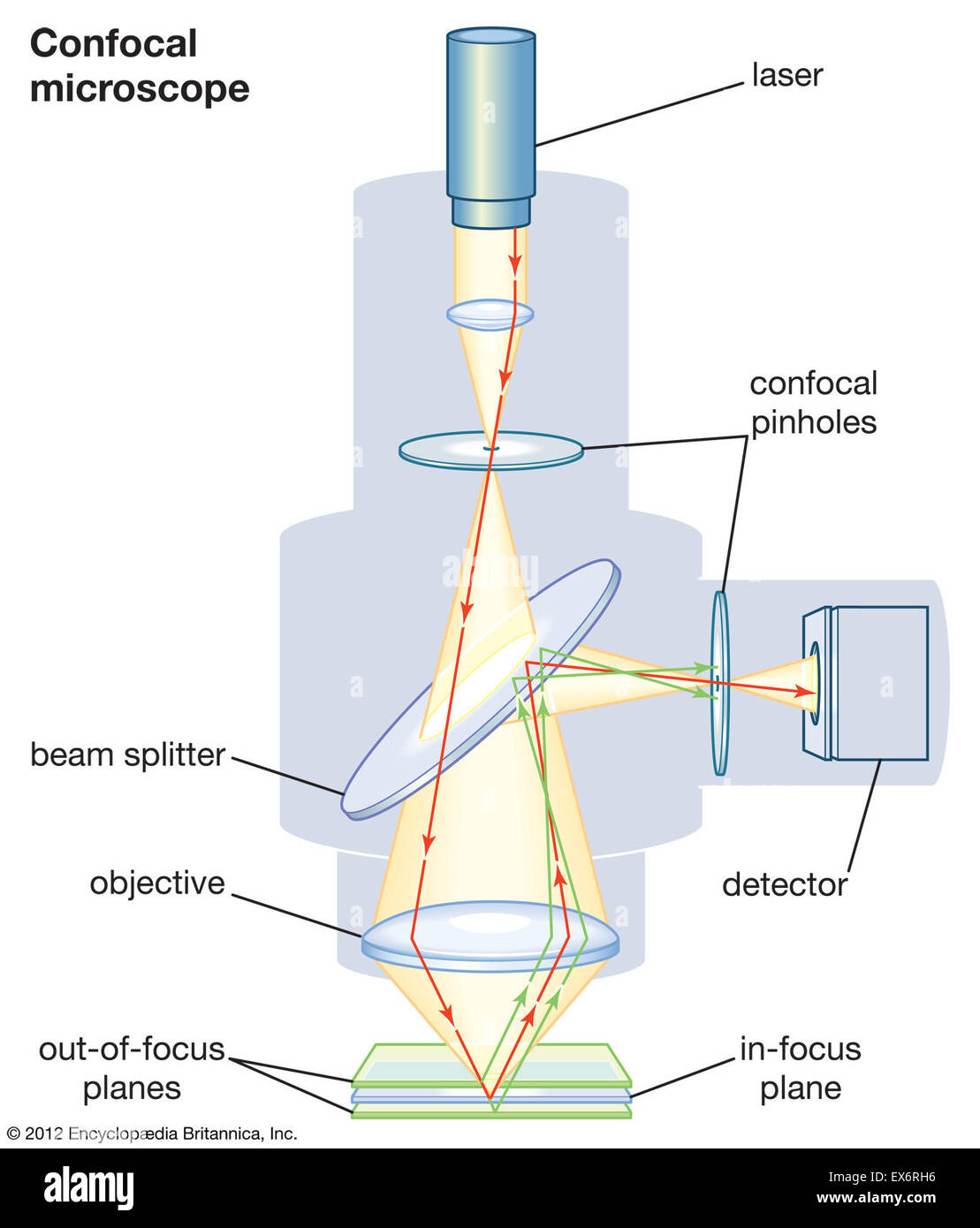 Microscopio de confocal laser Banque de photographies et d’images à ...