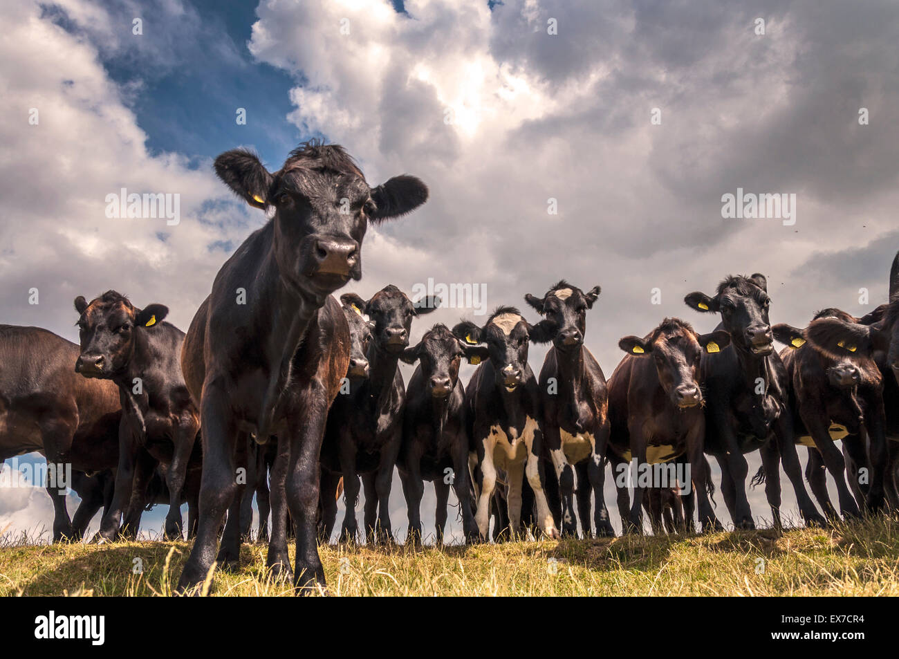 Viande de bétail Banque de photographies et d’images à haute résolution ...