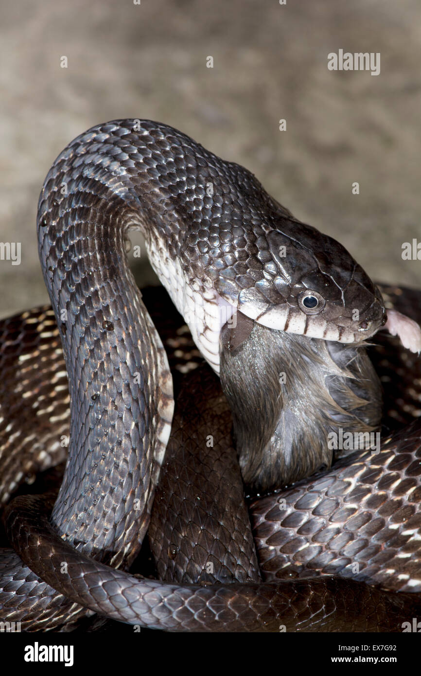 Serpent mangeur de serpent Banque de photographies et d’images à haute ...