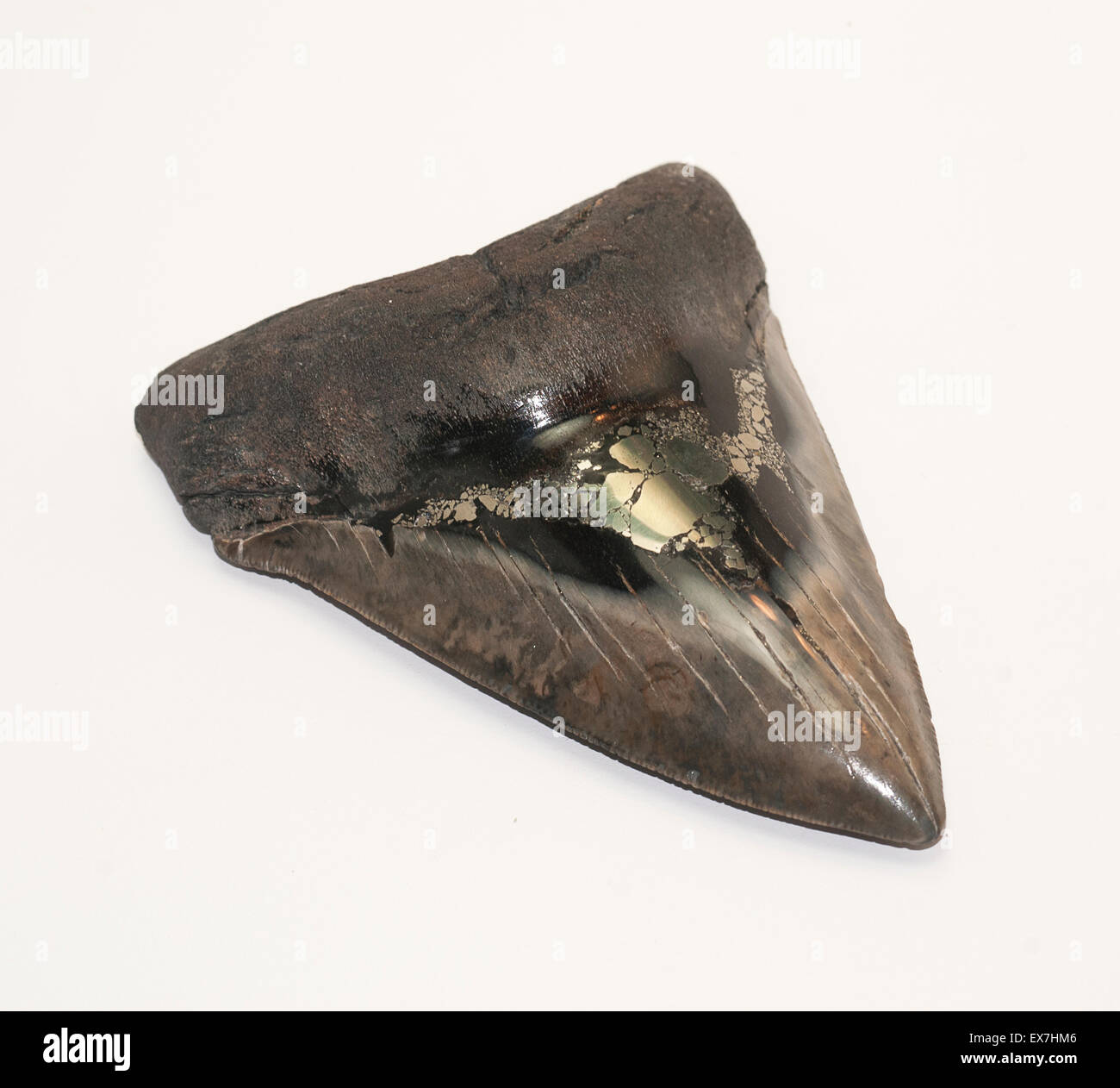 Dent de requin blanc Banque de photographies et d’images à haute ...