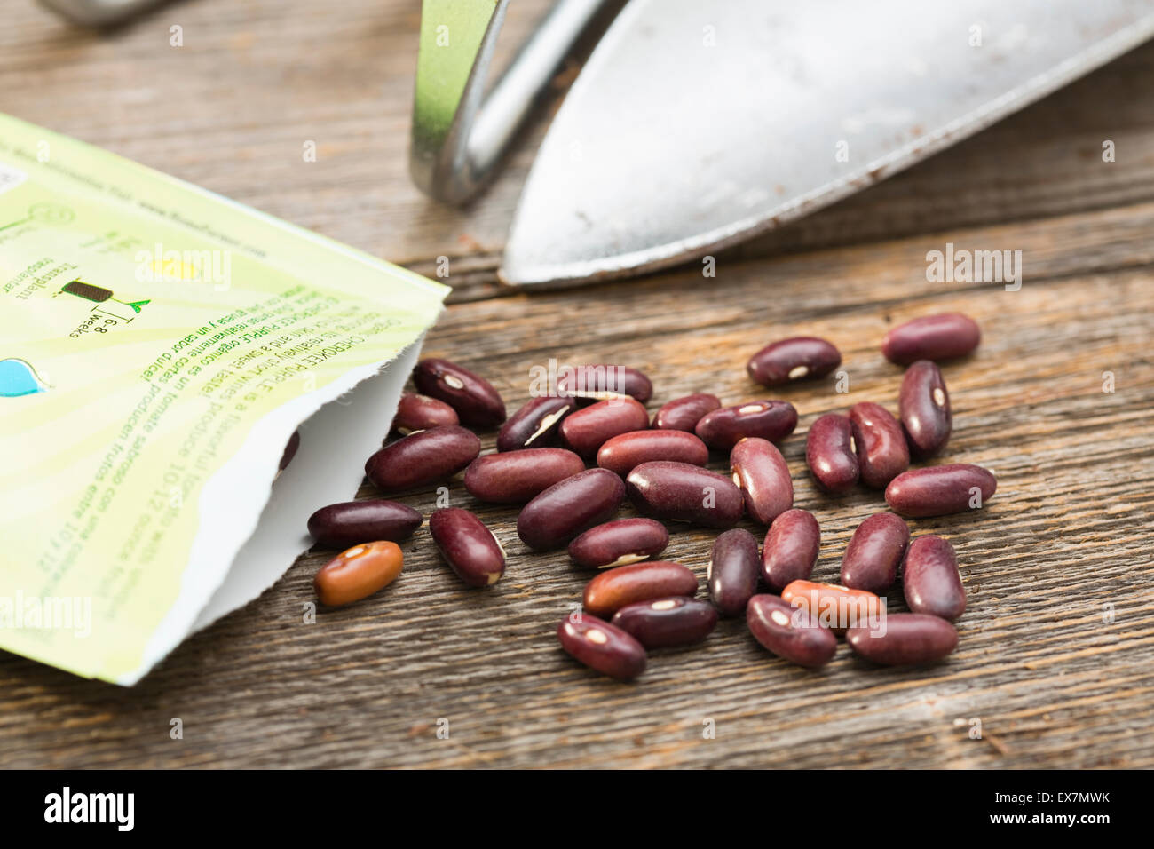 Graines de haricots Banque de photographies et d’images à haute ...
