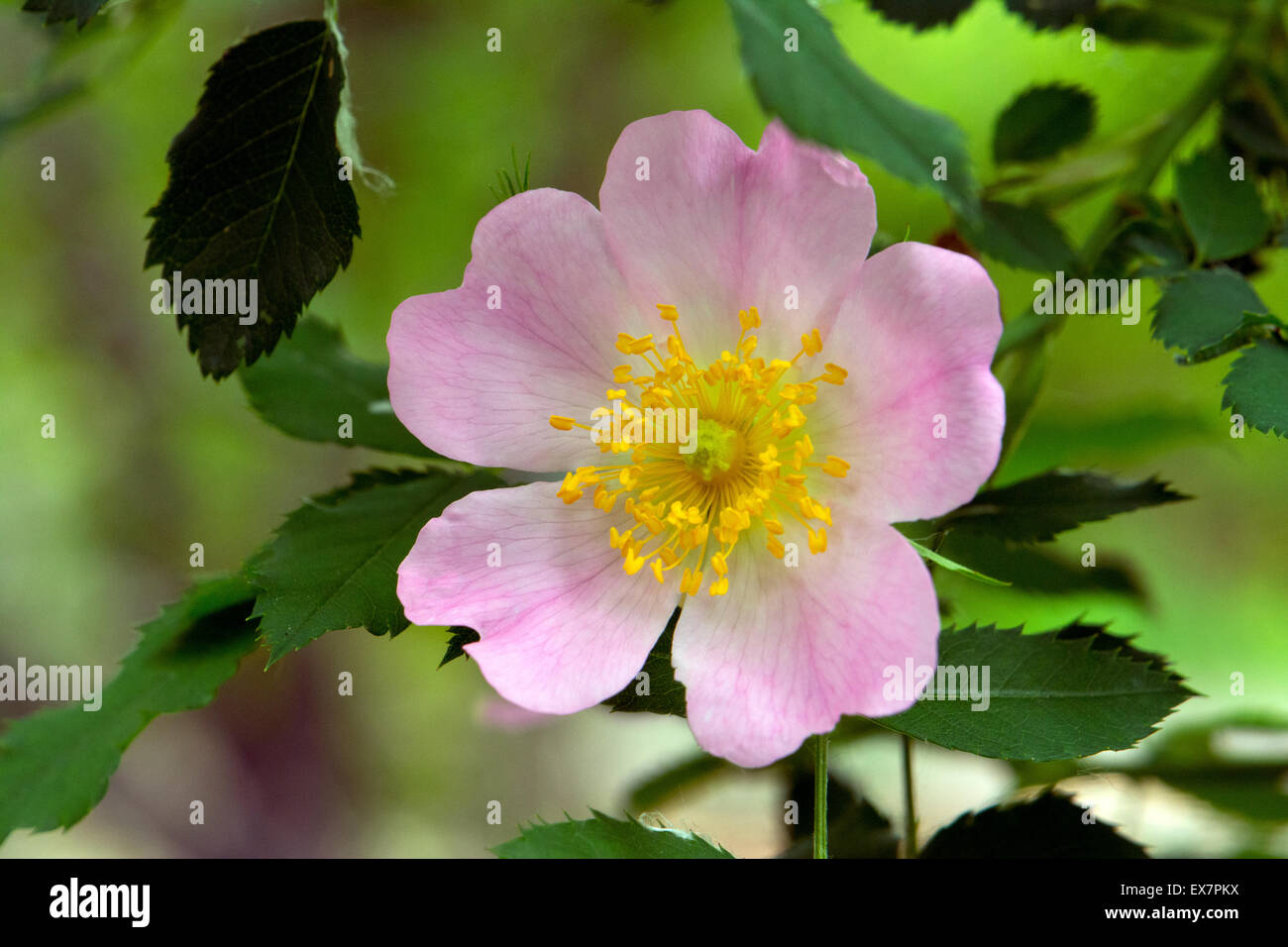 Arbre rose Banque de photographies et d’images à haute résolution - Alamy