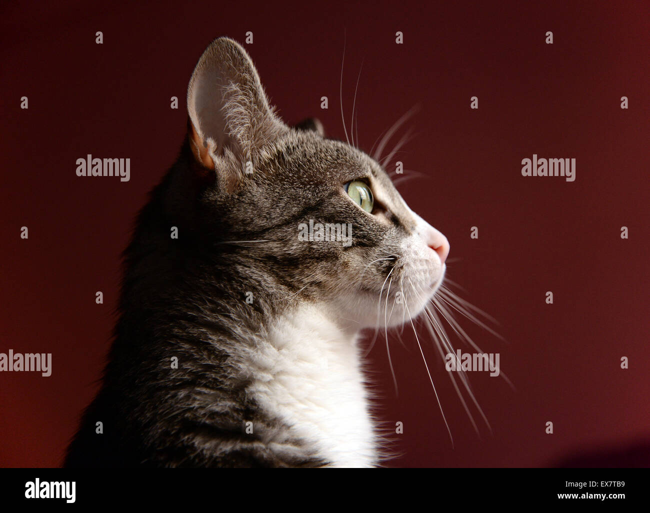 Cat profile Banque de photographies et d’images à haute résolution - Alamy