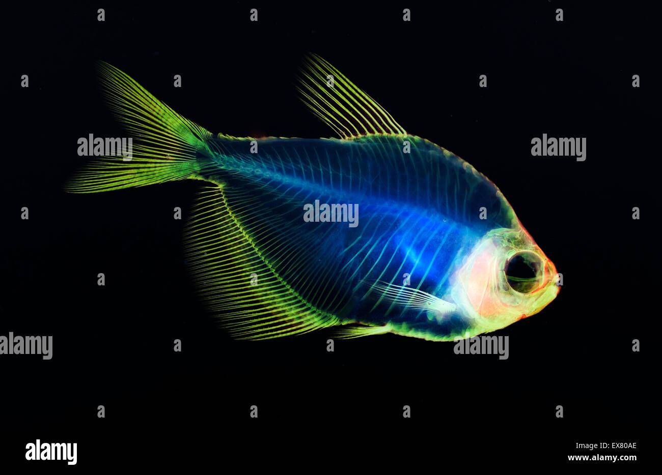 Anatomie squelette de poisson Photo Stock - Alamy