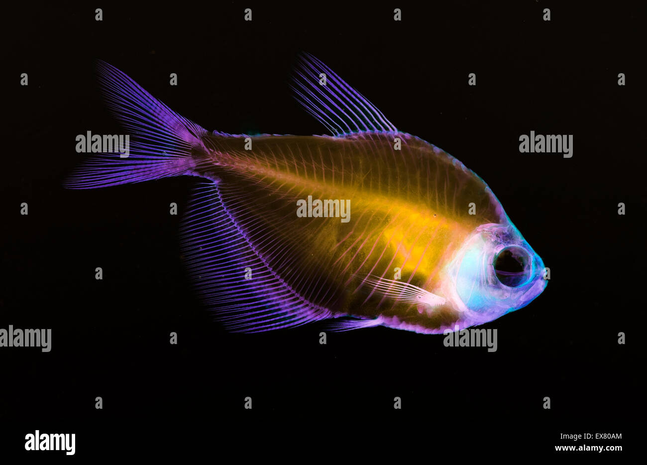 Anatomie du poisson Banque de photographies et d’images à haute ...