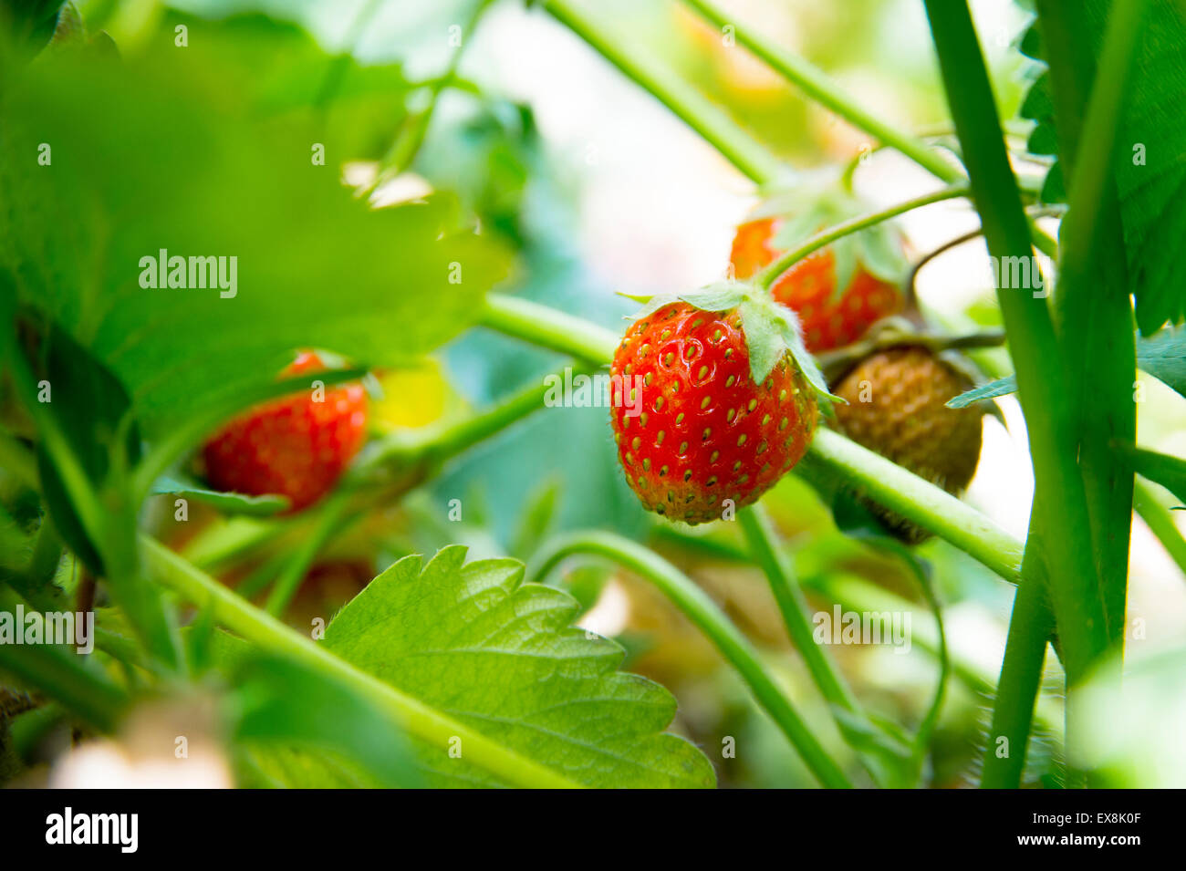 Fraise avec des fruits dans le champ Banque de photographies et d ...