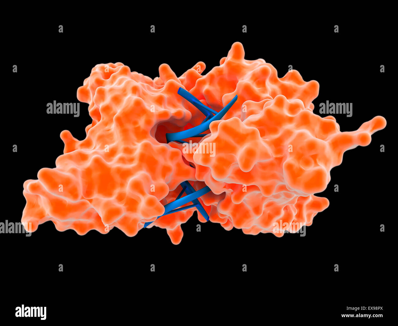 Modèle moléculaire cette enzyme Banque de photographies et d’images à ...