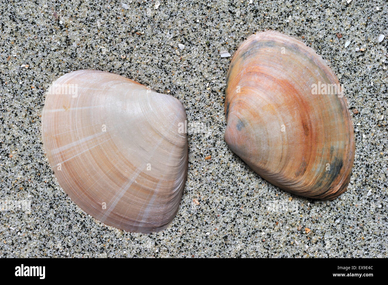 Mactra corallina corallina Banque de photographies et d’images à haute résolution - Alamy