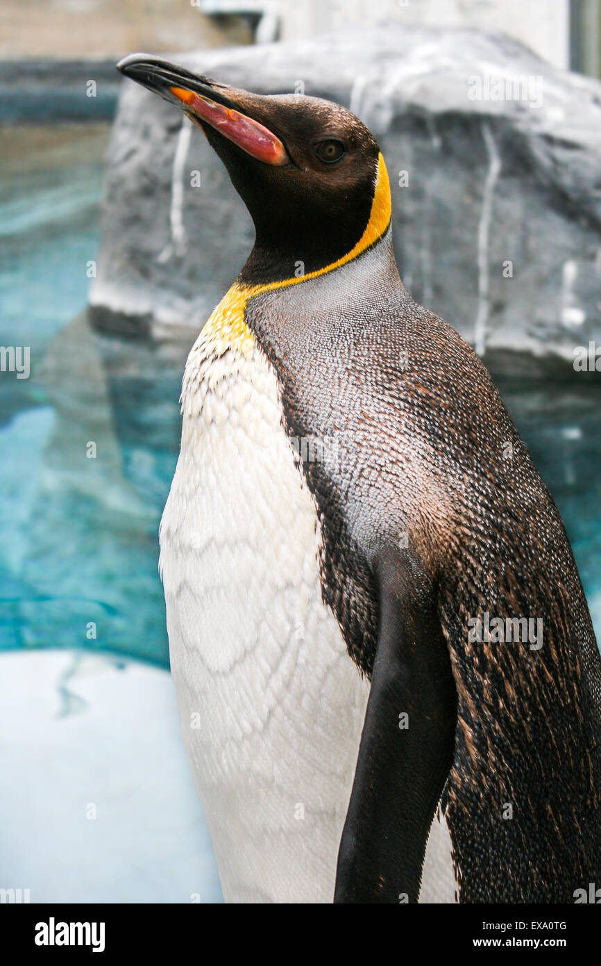 Manchot arctique Banque d'image et photos - Alamy